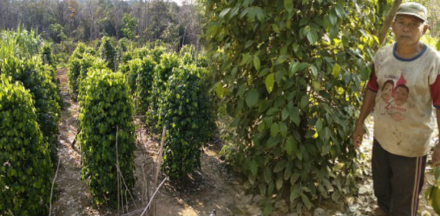 Petani Lada Belitang Satu Mulai Bangkit Lagi - Kabar Desa